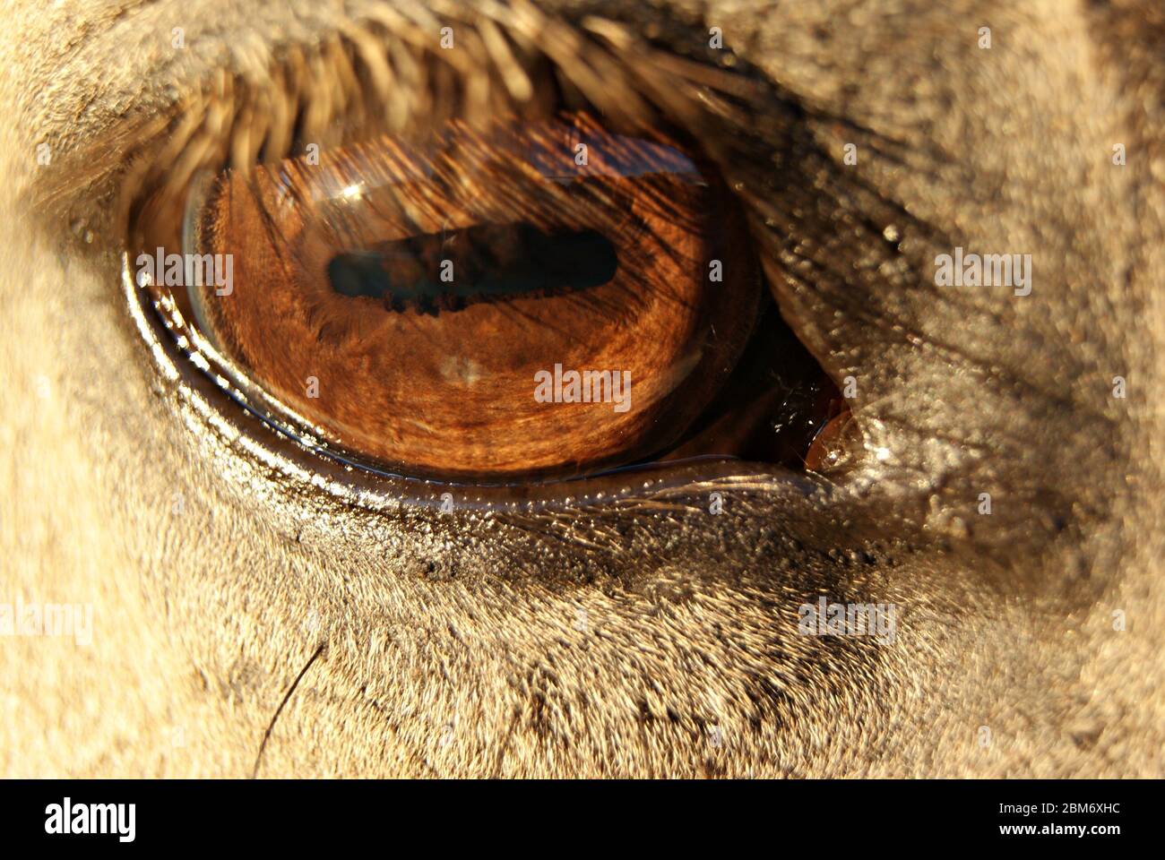 Criollo horse portrait hi-res stock photography and images - Alamy