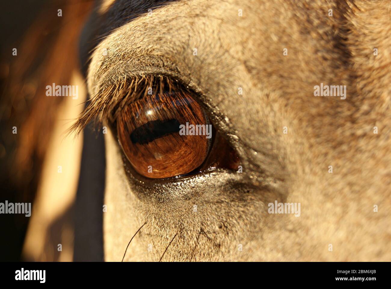 Close up detail of the eye of a buckskin criollo horse Stock Photo - Alamy