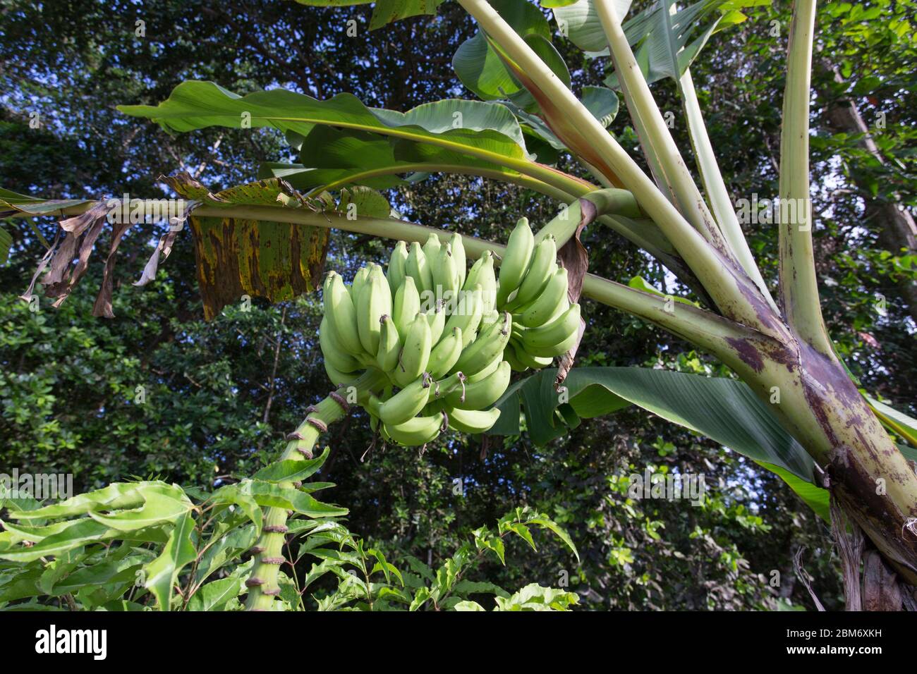 A banana plant with fresh fruits in tropical country Stock Photo - Alamy