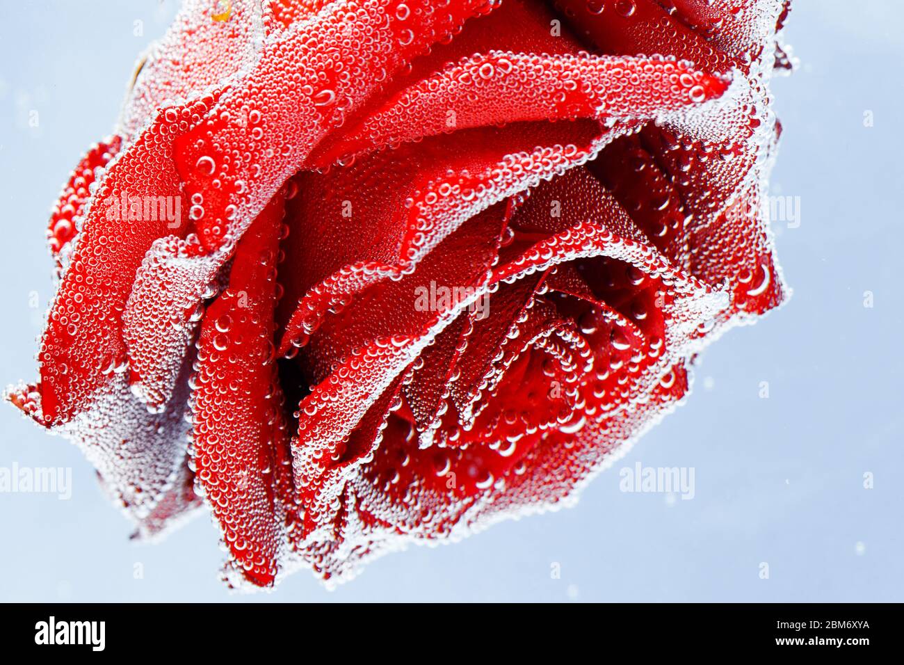 Red rose with dew drops on a blue background. Preparation of postcards ...