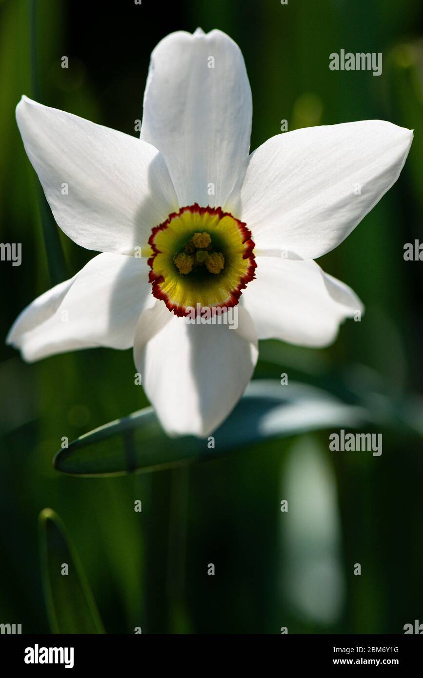 The flower of a old pheasant's eye daffodil (Narcissus poeticus var ...