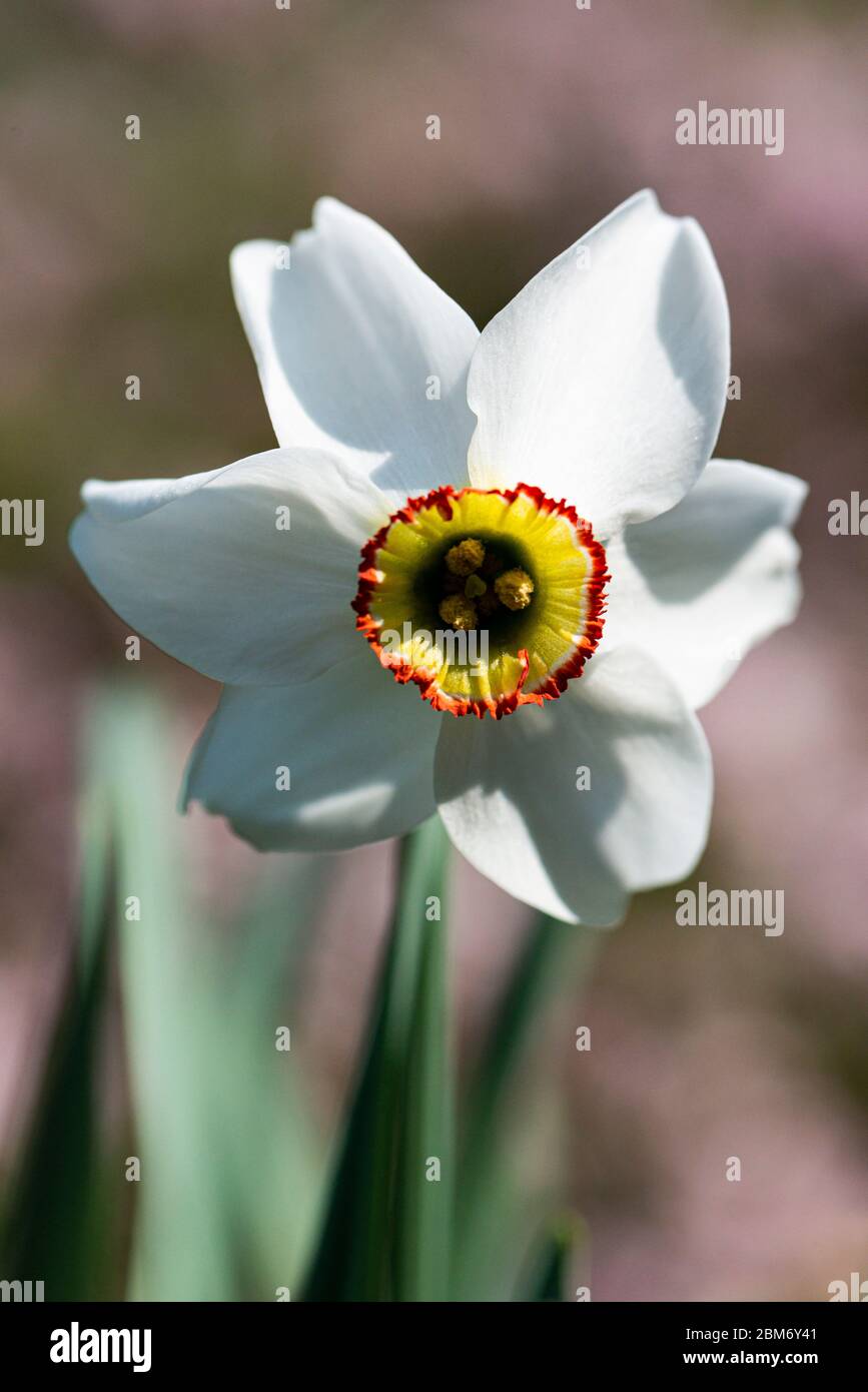 The flower of a old pheasant's eye daffodil (Narcissus poeticus var ...