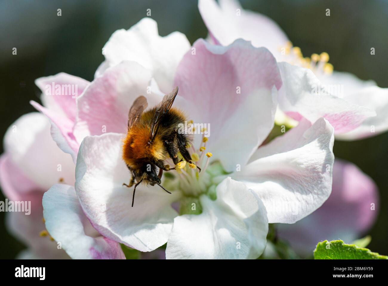 A bumble bee (Bombus) on the blossom of an apple tree (Malus domestica ...