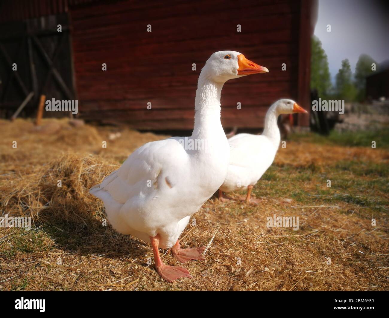 Swedish farm hi-res stock photography and images - Alamy