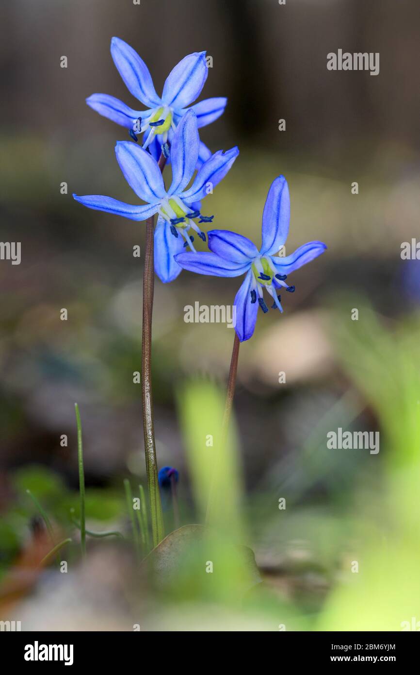 first wild spring flowers scilla bifolia in forest Stock Photo - Alamy