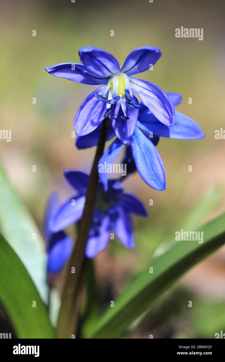 wild blue scilla bifolia spring flowers in garden Stock Photo - Alamy