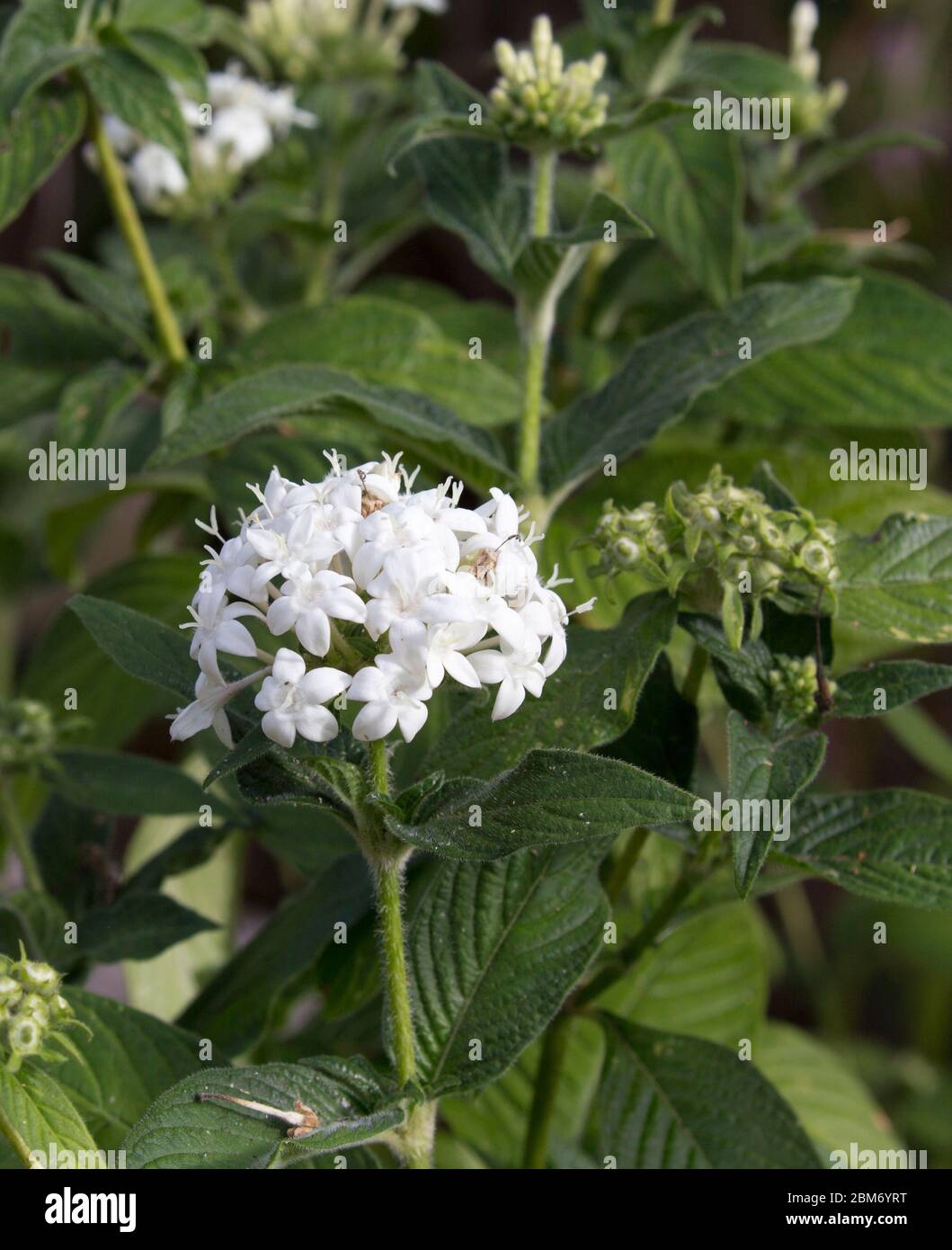 Photo of a white flower in New Caledonia Stock Photo - Alamy