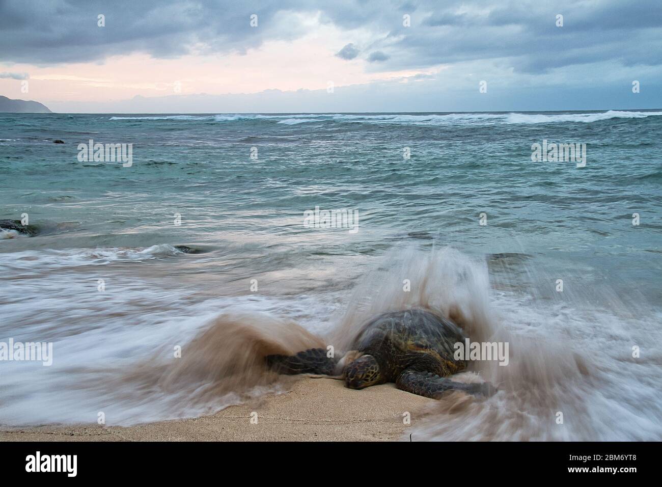 Waves Splattering on a Hawaiian Green Sea Turtle Stock Photo - Alamy