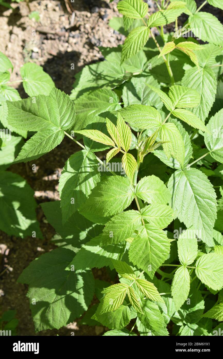 raspberry plant in spring, huge berry version Stock Photo - Alamy