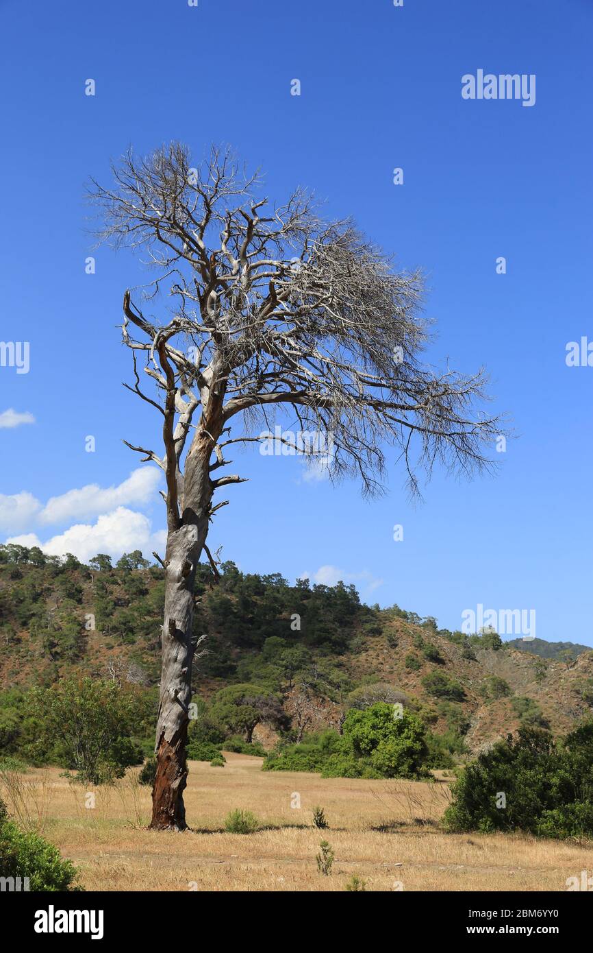 Dead grass under tree hi-res stock photography and images - Alamy