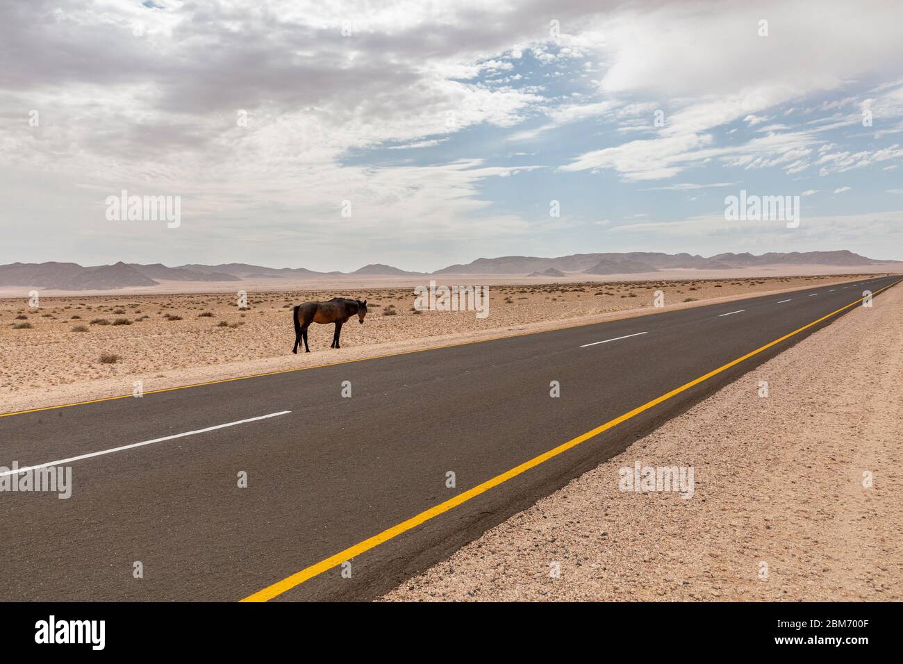 Wildpferde der Namib, Garub, Namibia Stock Photo - Alamy