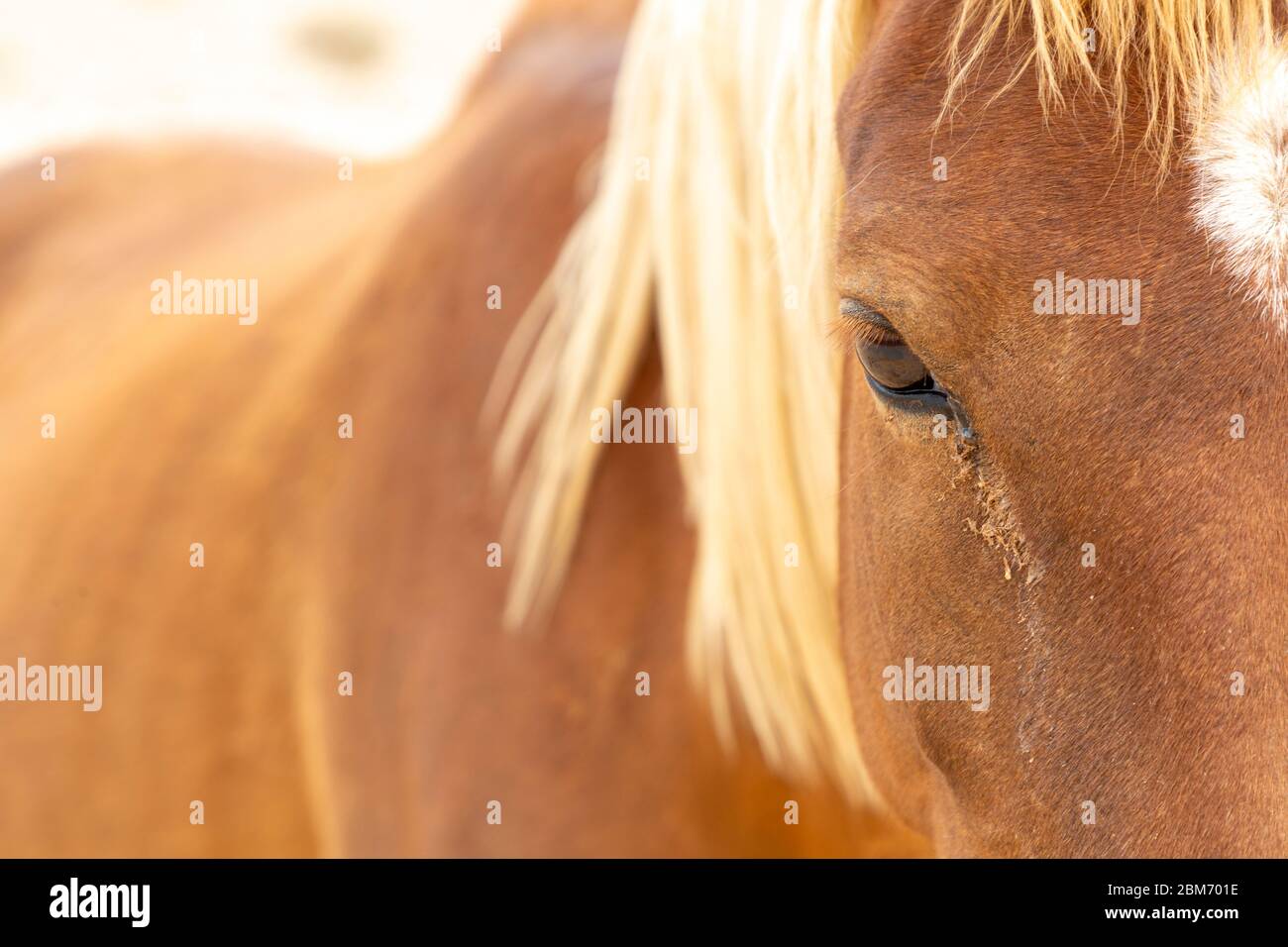 Wildpferde der Namib, Garub, Namibia Stock Photo - Alamy