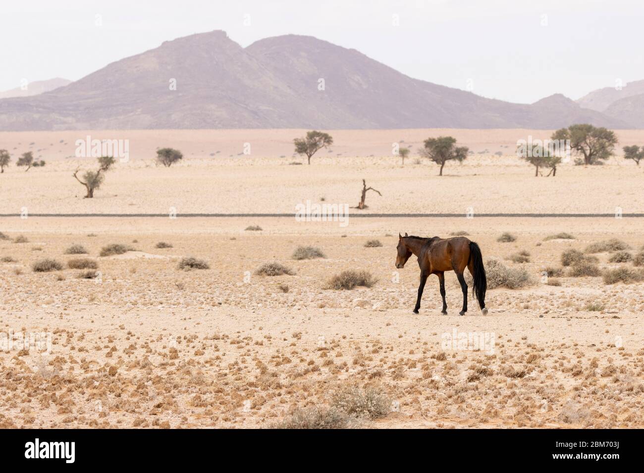 Wildpferde der Namib, Garub, Namibia Stock Photo - Alamy