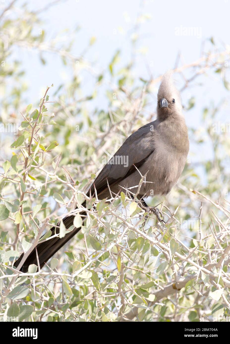 go away bird on a bush in Namibia Stock Photo - Alamy