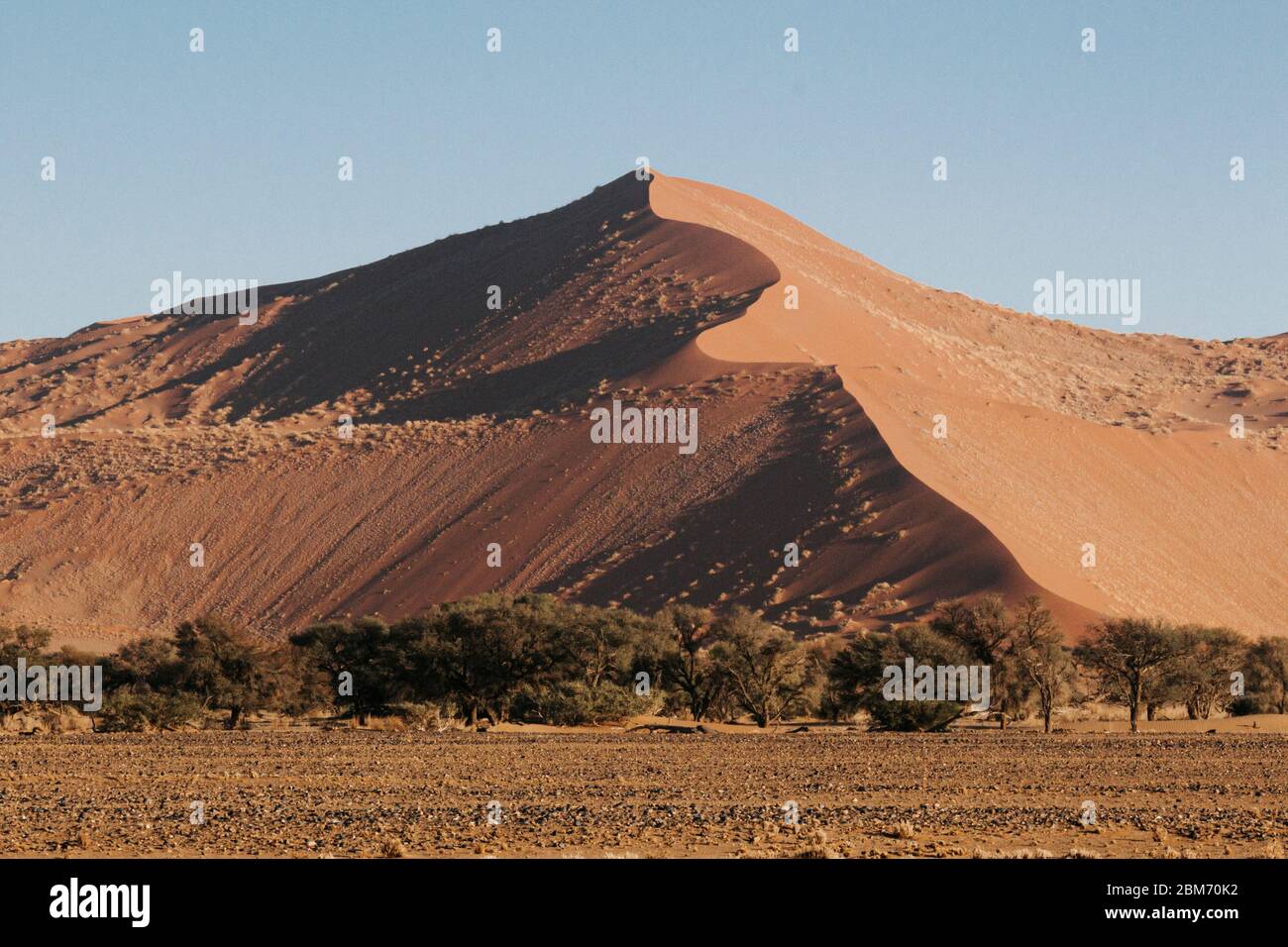 Mountainous sand-dunes and camelthorn acacia trees in the Namib desert ...