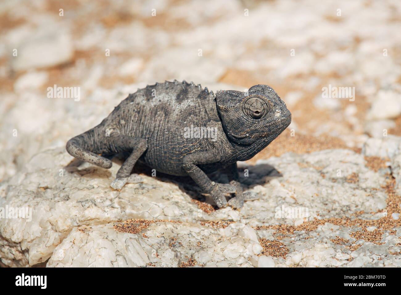 Namaqua chameleon (Chamaeleo namaquensis), Namib desert, Namibia ...