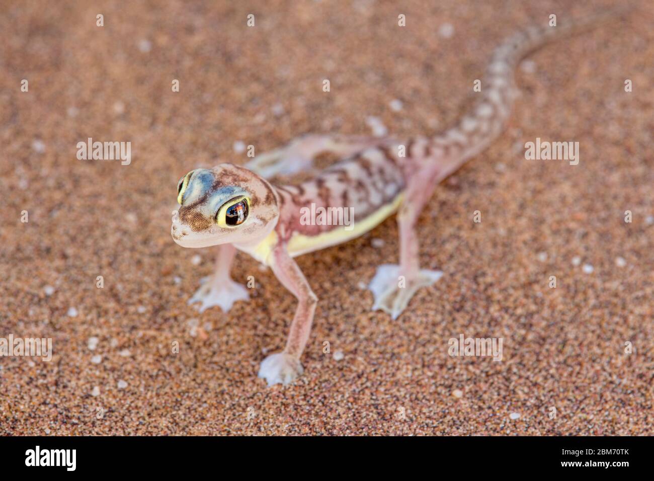 Web-footed Gecko (Palmatogecko rangei). Nocturnal animals that live ...