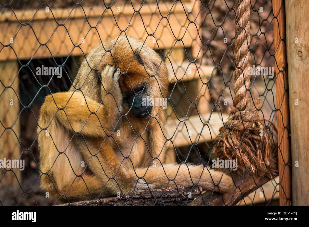 Baby howler monkey at the John Ball Zoo Stock Photo - Alamy
