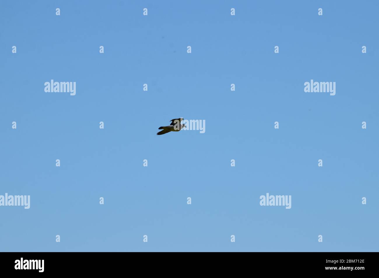 Birdy on hi-res stock photography and images - Alamy