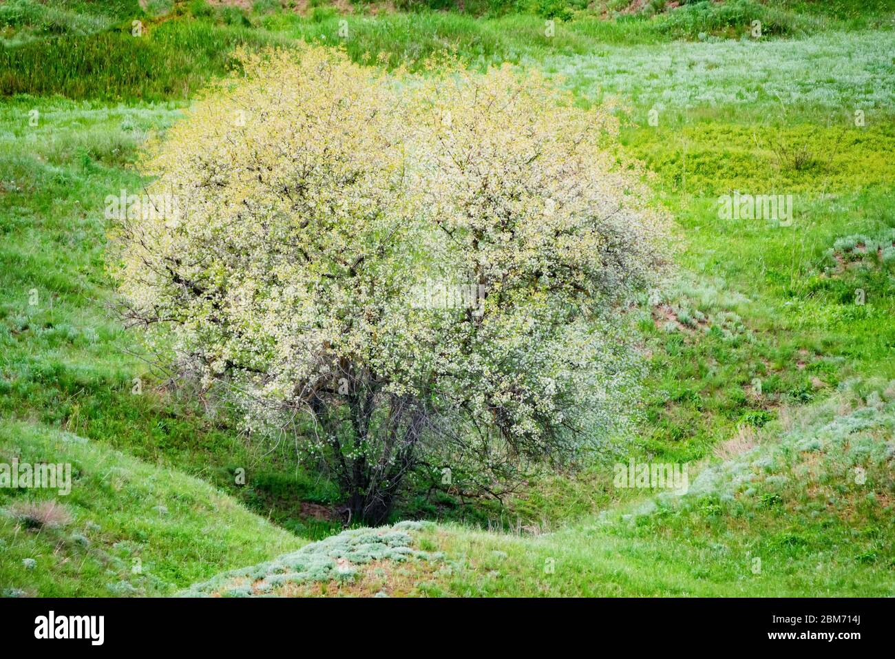Beautiful natural background of single lonely tree in bloom in spring ...