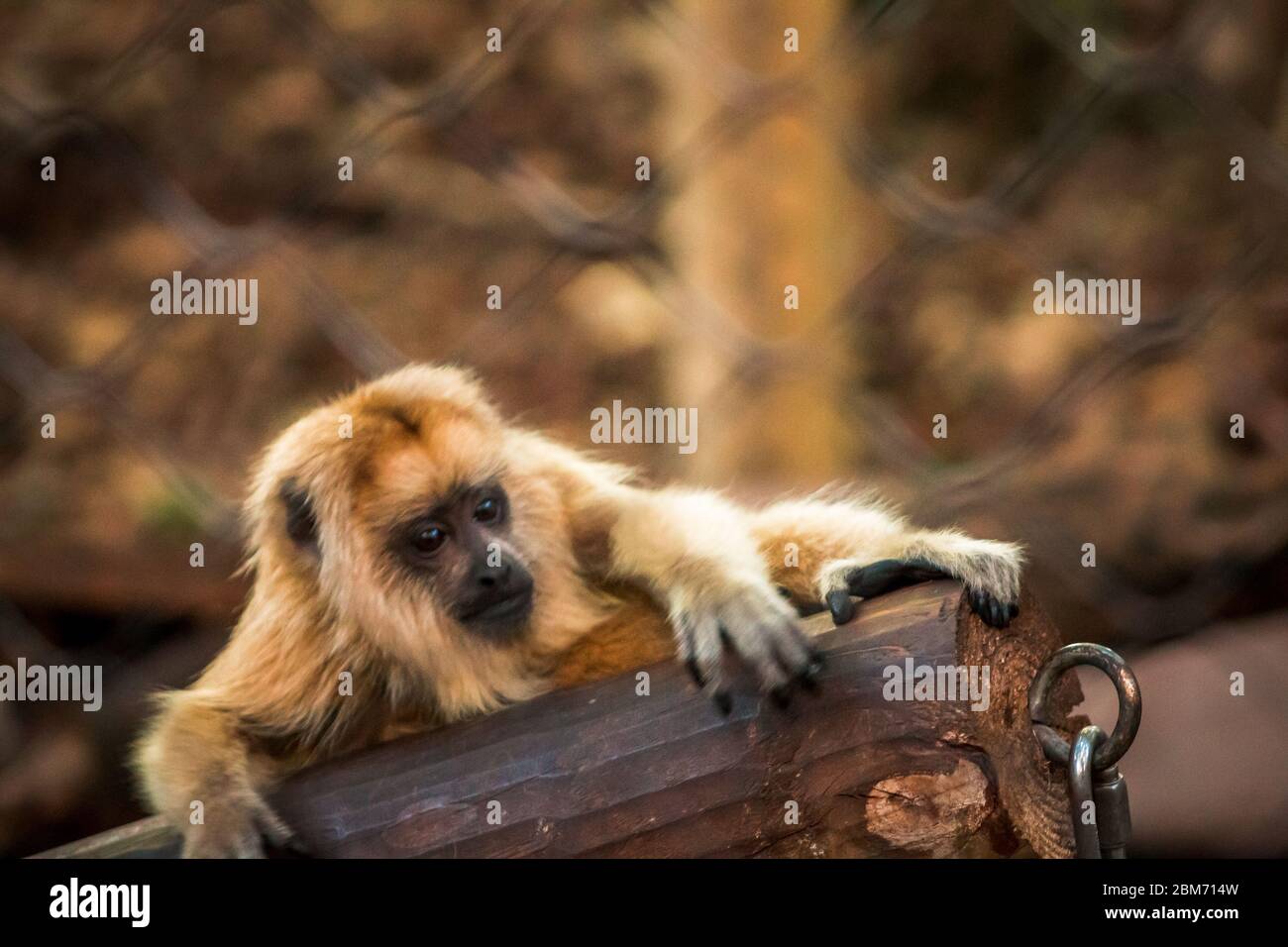Baby Howler monkey falling off of a branch at the zoo Stock Photo - Alamy