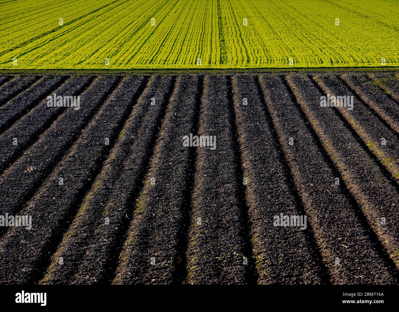 Planted, green, versus prepared, brown, agricultural field with ...