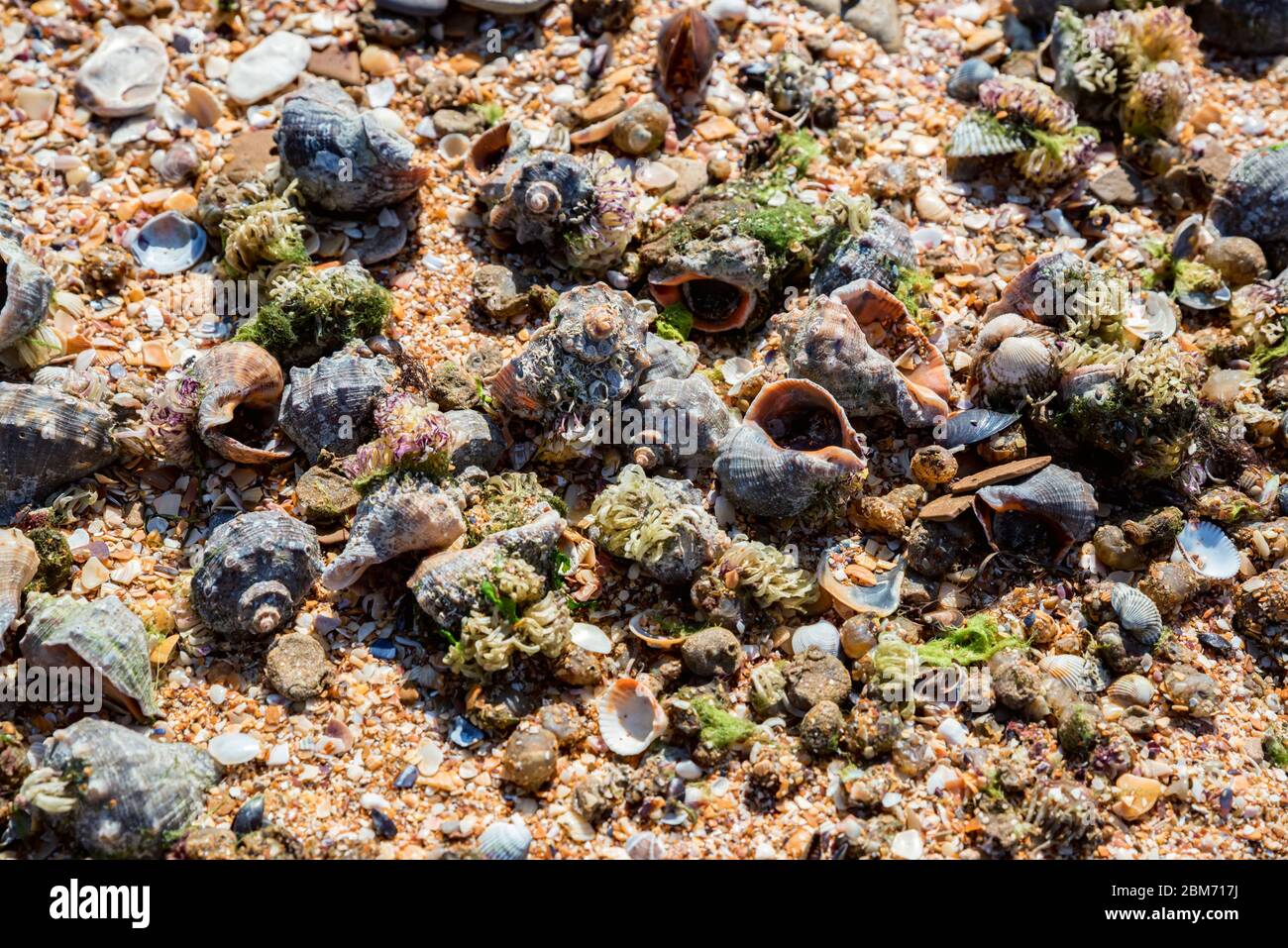 Yellow sand with sea shells on it for abstract background Stock Photo ...