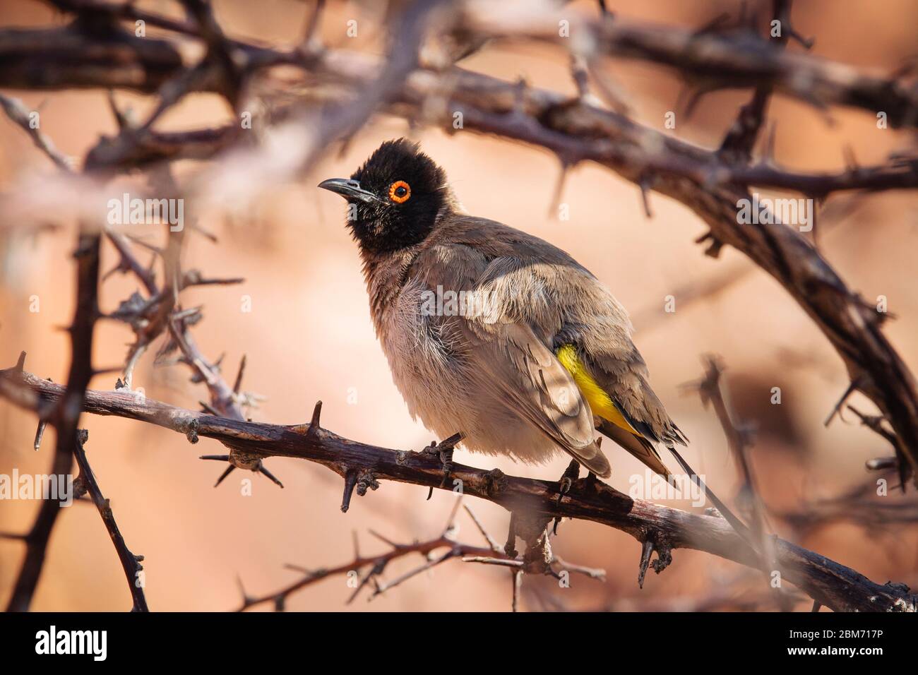 African red-eyed bulbul or black-fronted bulbul (Pycnonotus nigricans ...