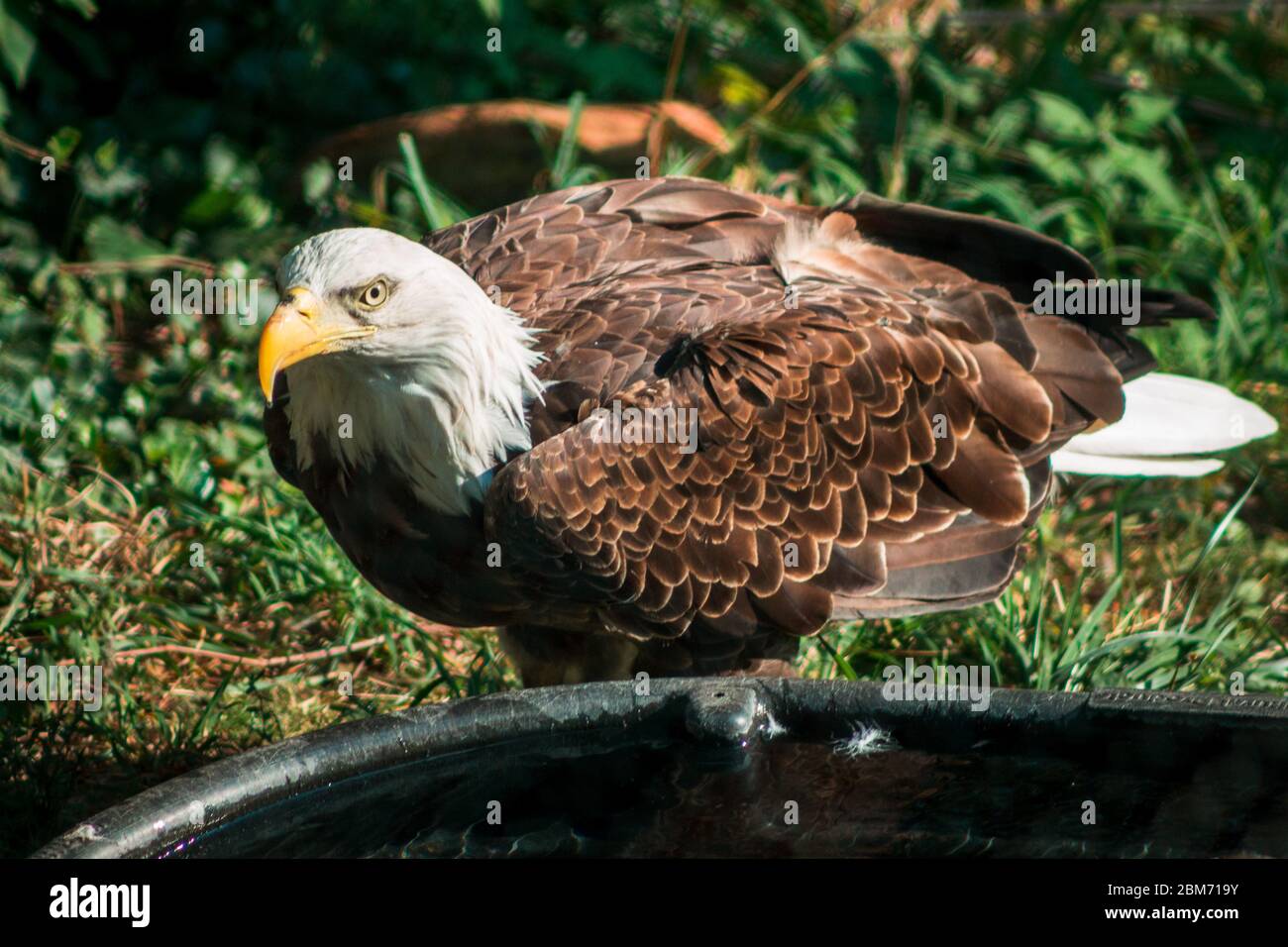 Bald eagle in an enclosure at the John Ball Zoo Stock Photo - Alamy