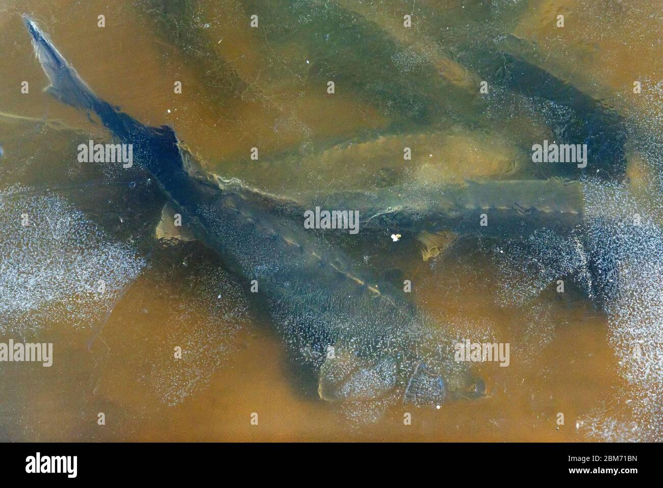 Sturgeon pool hi-res stock photography and images - Alamy