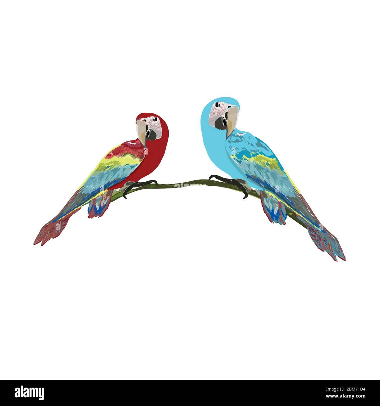 Hand drawn parrot vector illustration Stock Vector Image & Art - Alamy