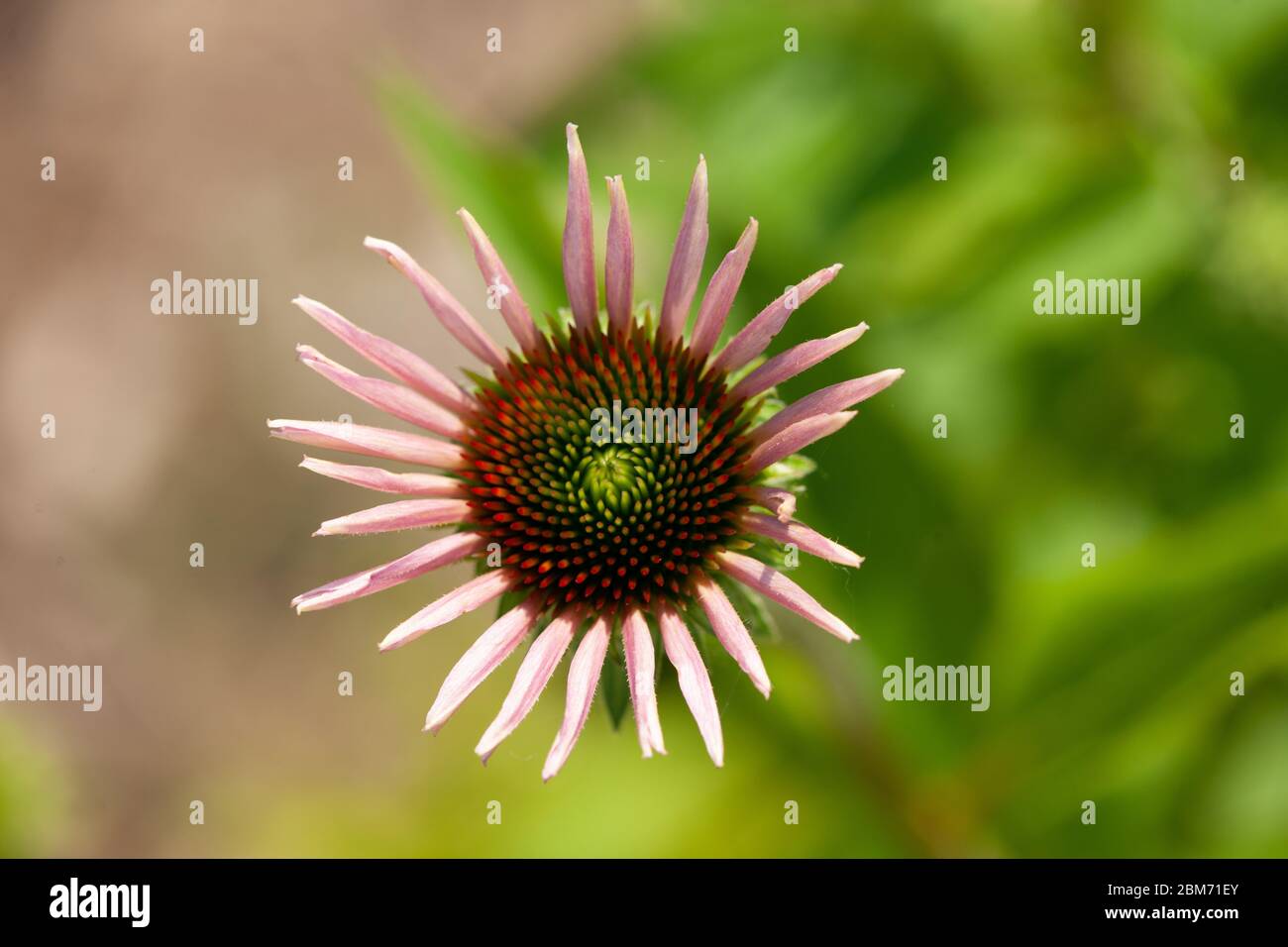 Glower hi-res stock photography and images - Alamy