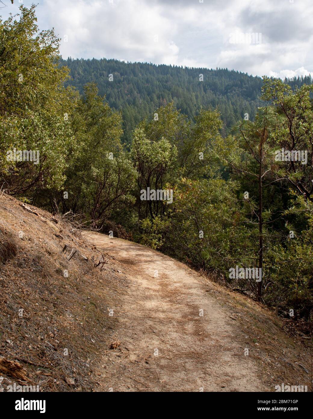 Inside Feather Falls Loop Trail in the woods of Oroville, California ...