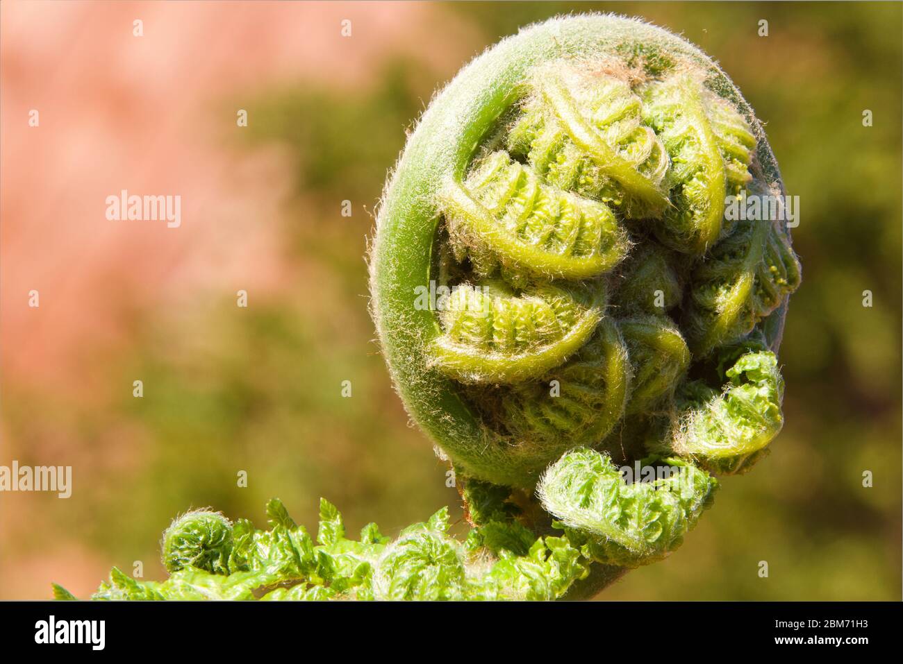Close-up macro image of a sprouting Tasmanian Tree Fern branch curled ...