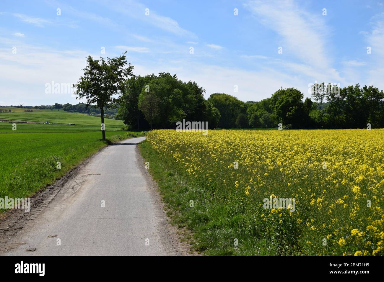 small country road in the swampland of the Eifel Stock Photo - Alamy