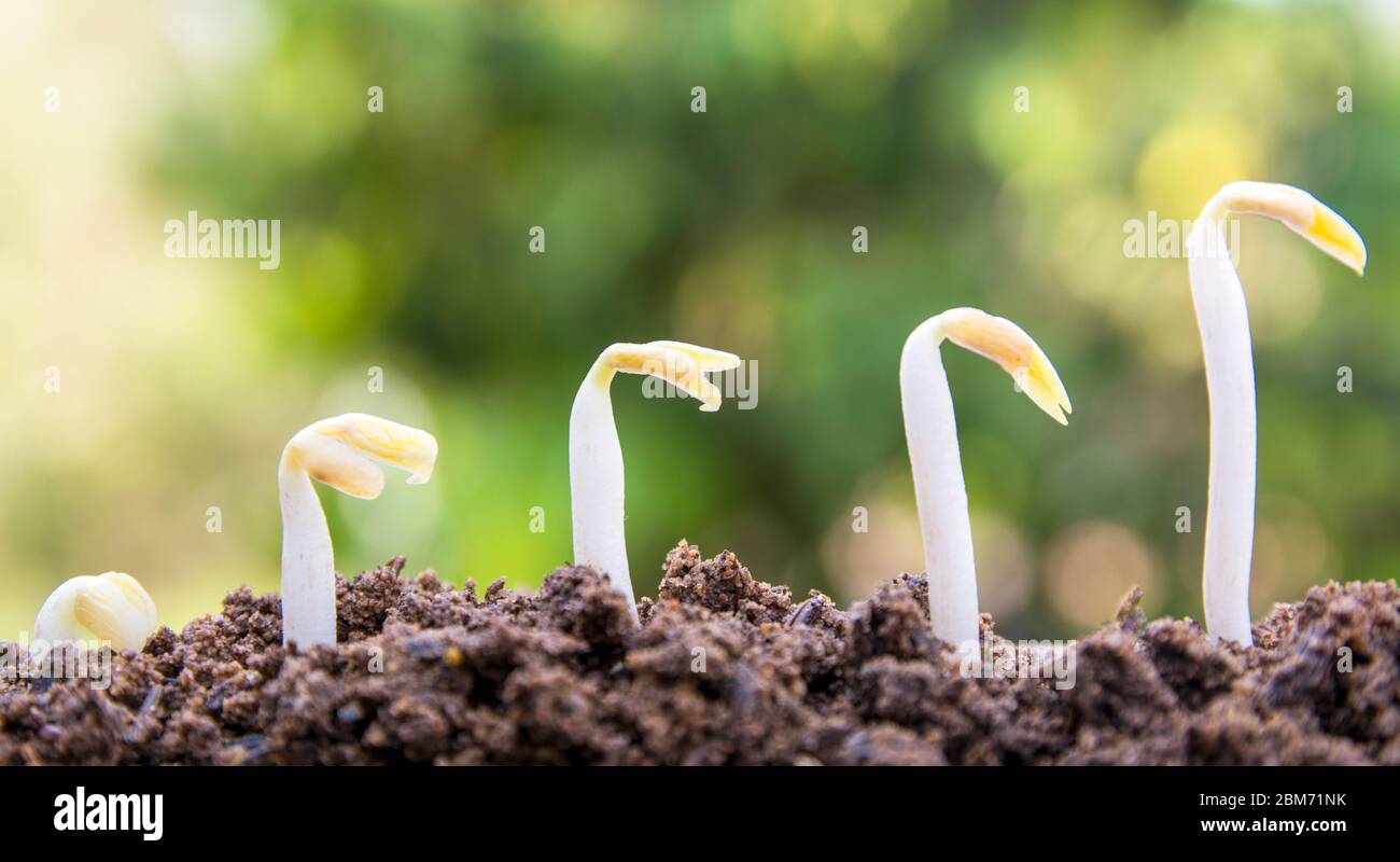 Seed to tree, Seeding, Plant seed growing concept, agriculture plant ...