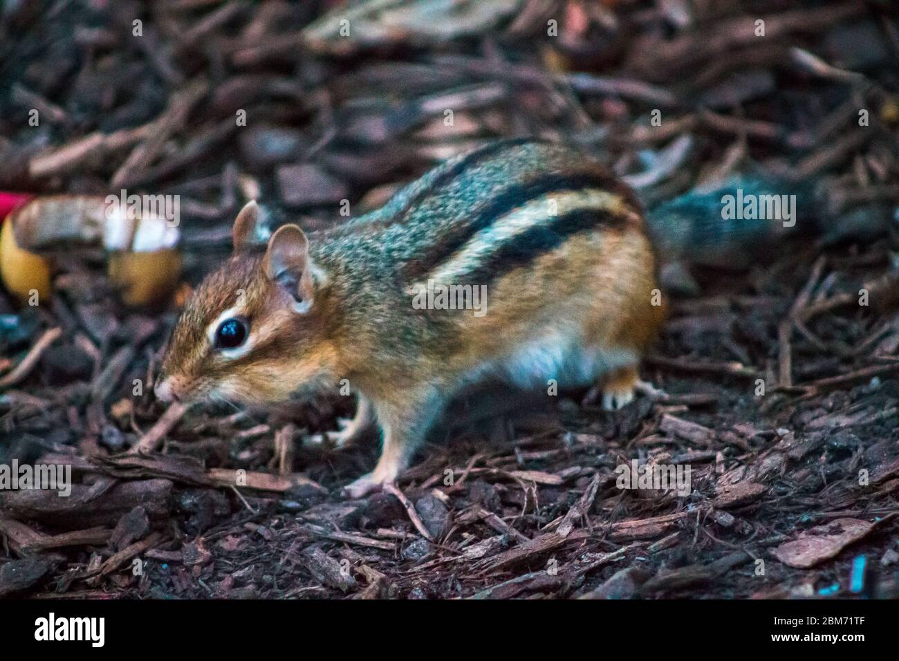 Chipmunk eating seeds at the zoo Stock Photo - Alamy