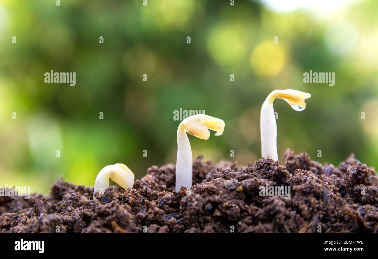 Seed to tree, Seeding, Plant seed growing concept, agriculture plant ...