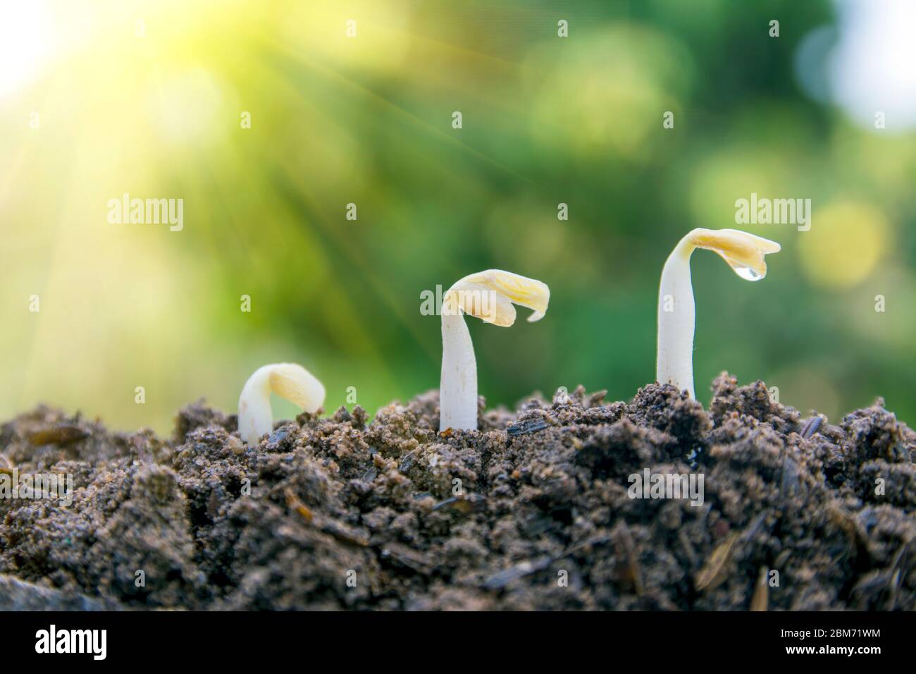 Seed to tree, Seeding, Plant seed growing concept, agriculture plant ...