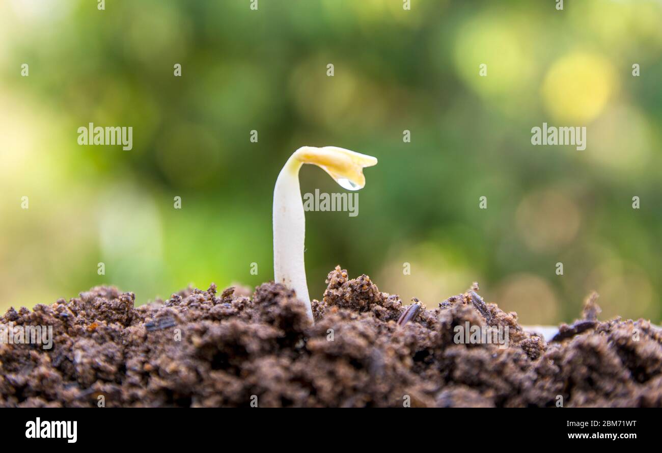 Seed to tree, Seeding, Plant seed growing concept, agriculture plant ...