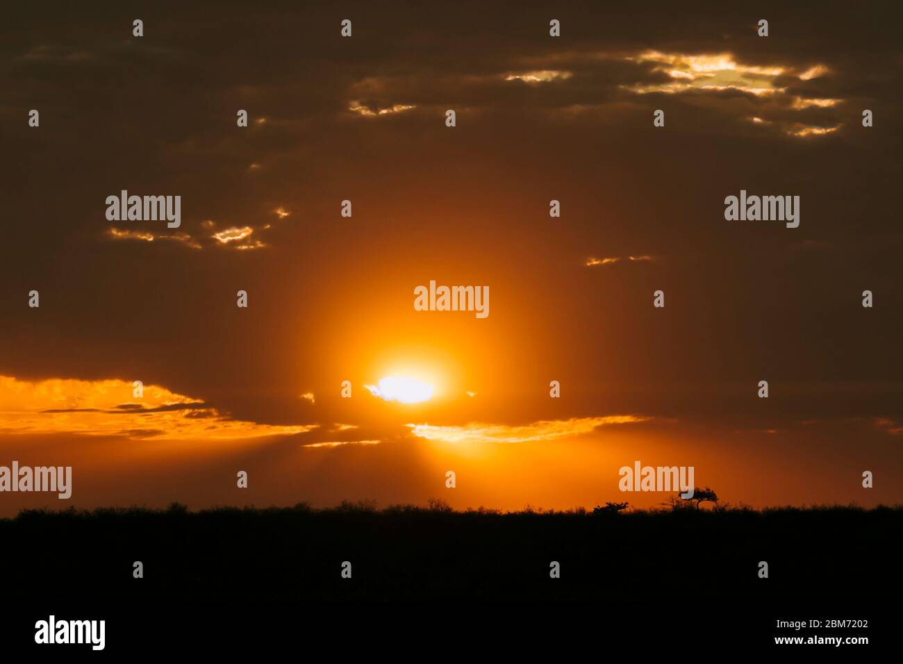 God rays of sunlight shine down on a lone acacia tree in the distance ...