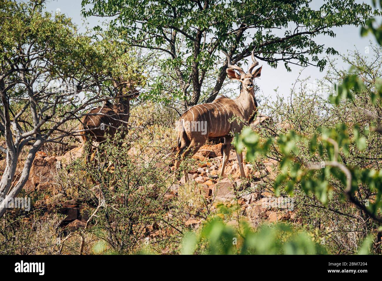 Large male Kudu in the wild, Kunene region, Namibia, Africa Stock Photo ...