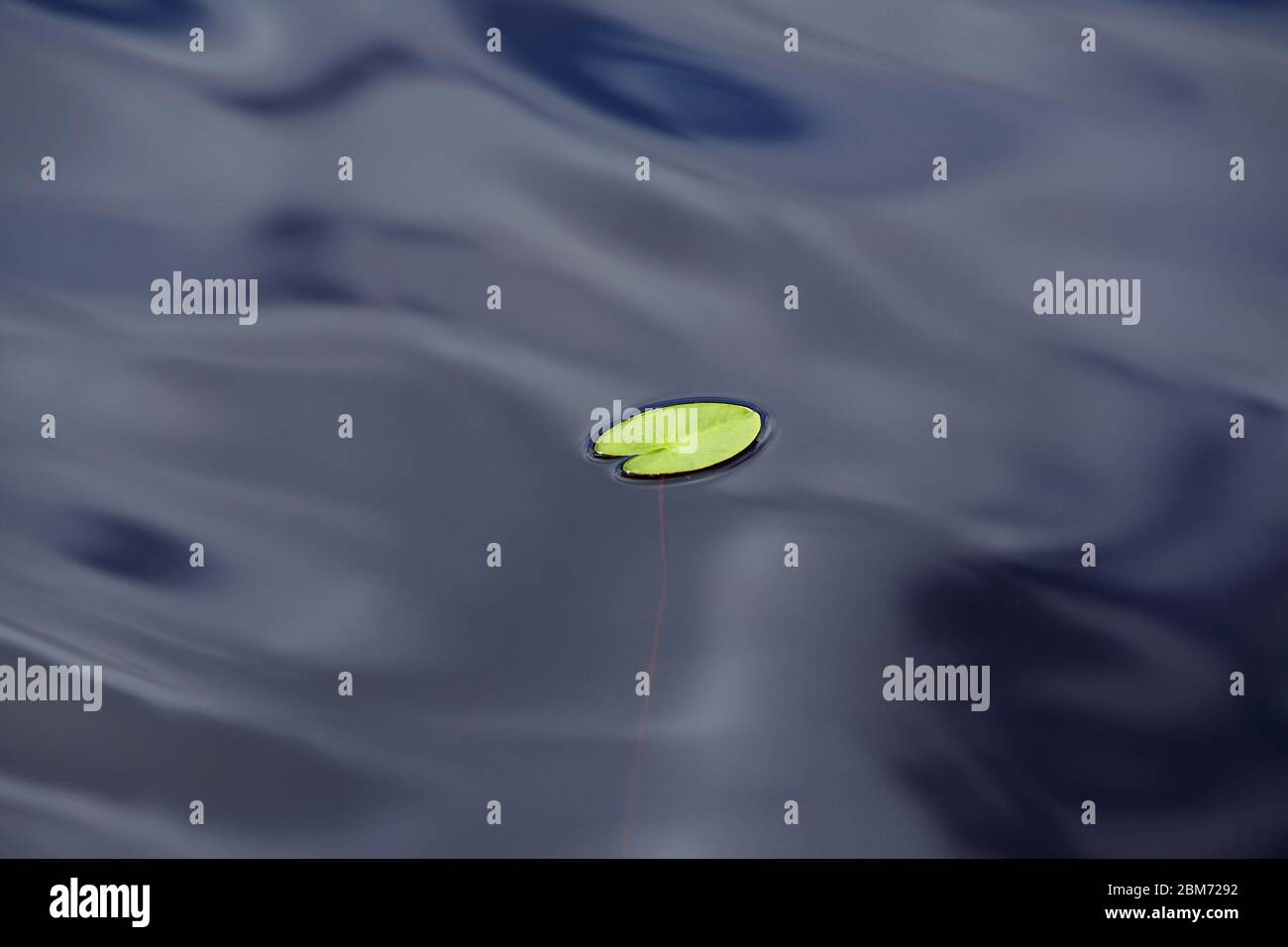 Water lily pad floating on water surface Stock Photo - Alamy