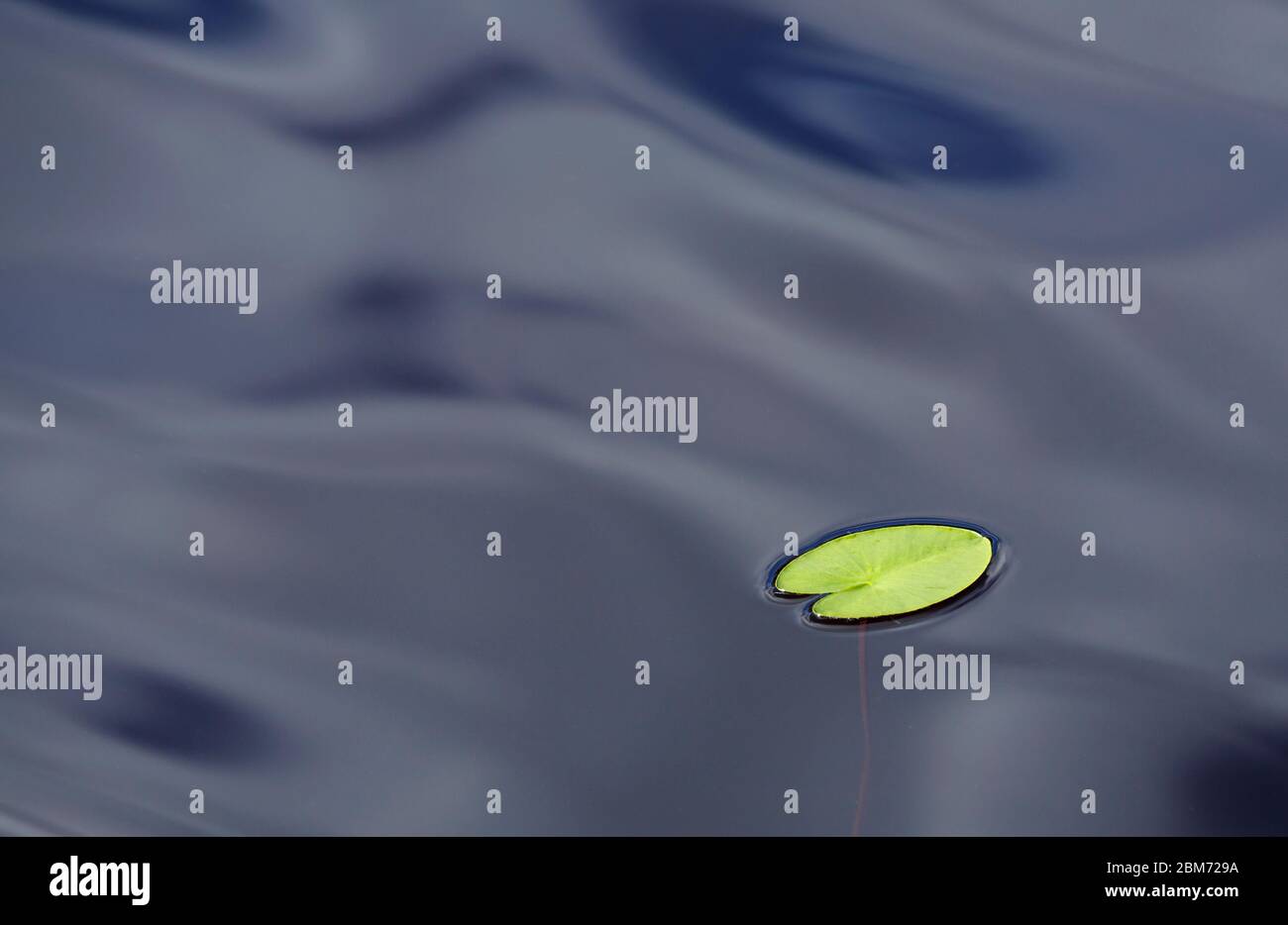 Water lily pad floating on water surface Stock Photo - Alamy