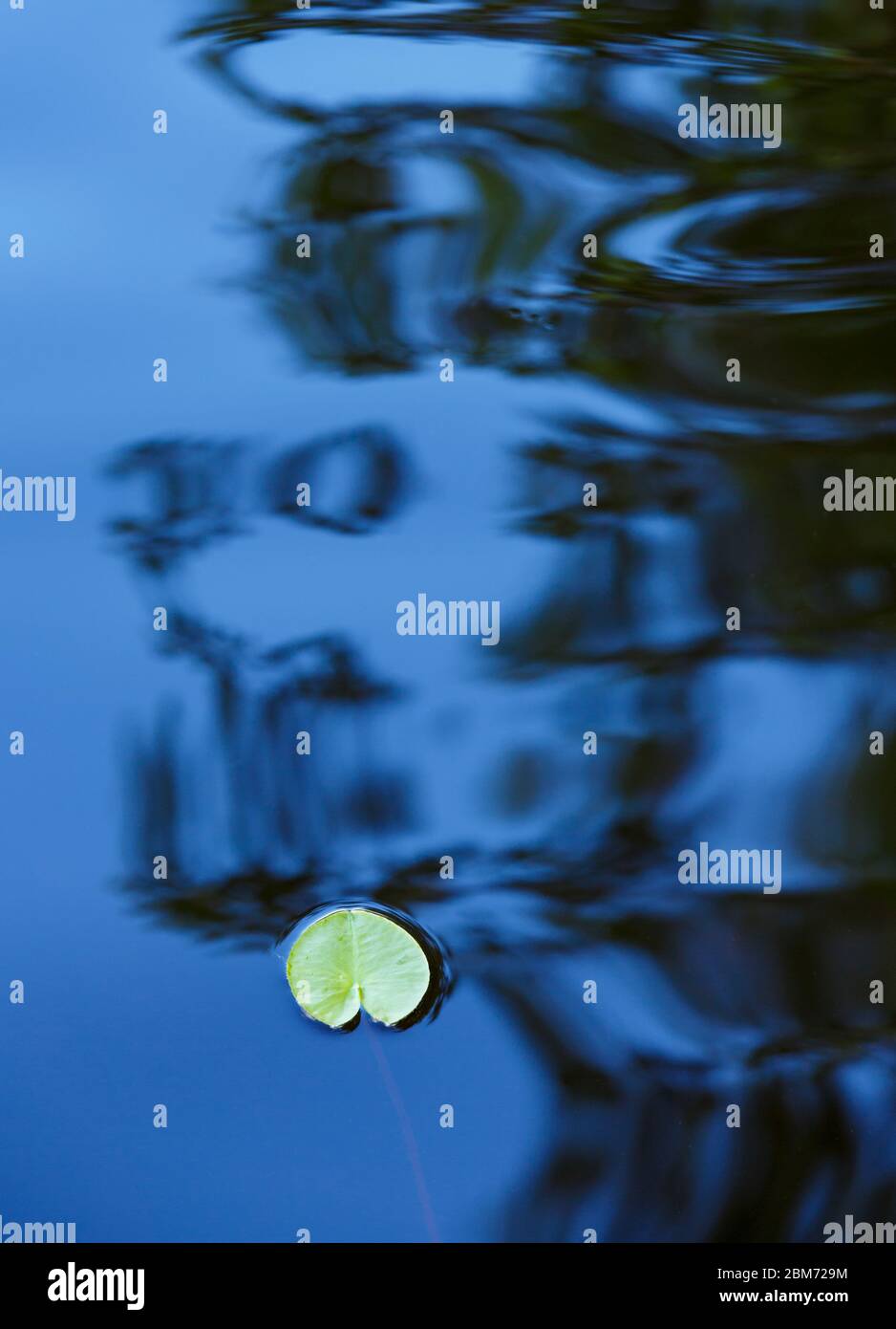 Water lily pad floating on water surface Stock Photo - Alamy