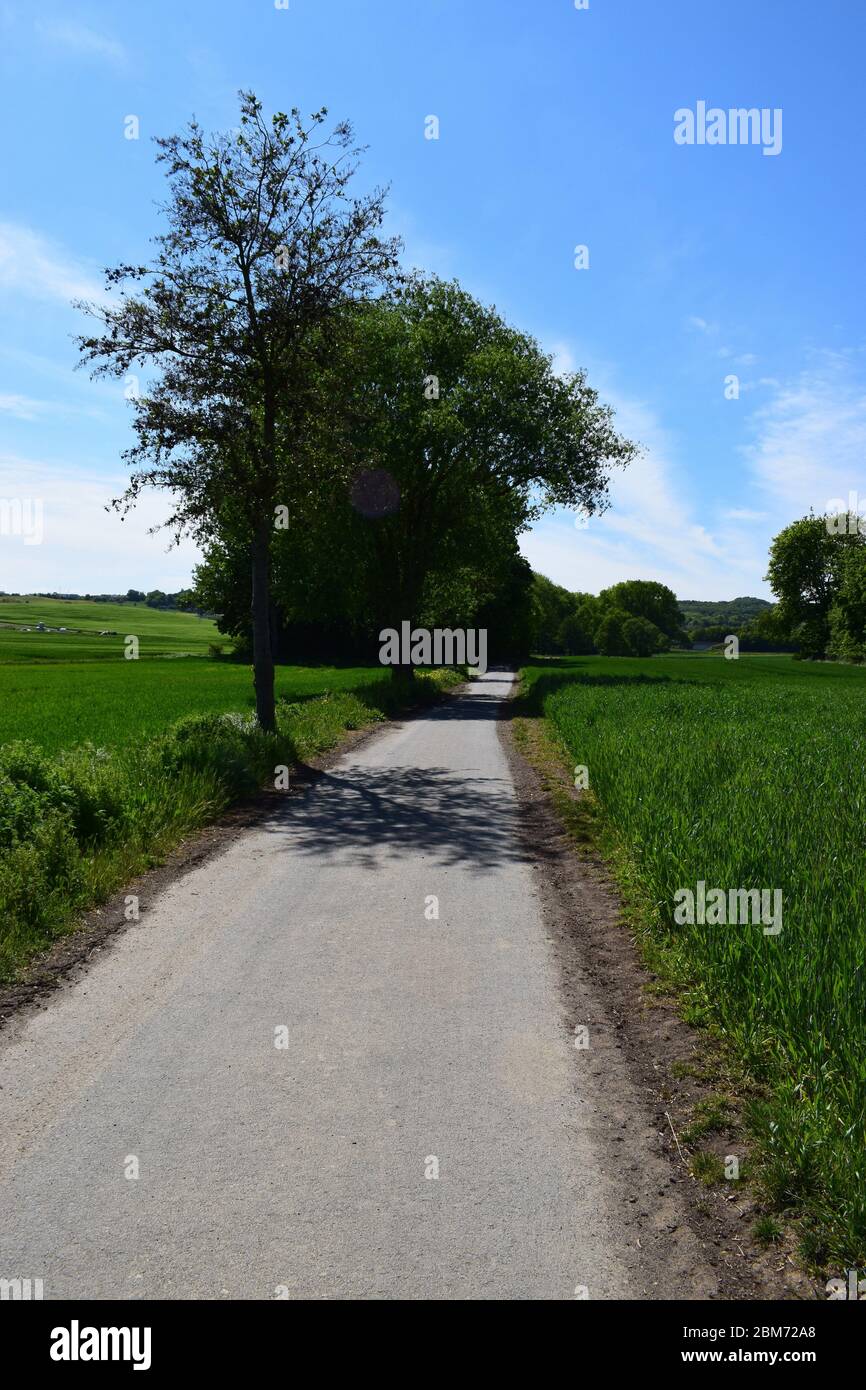 small country road in the swampland of the Eifel Stock Photo - Alamy