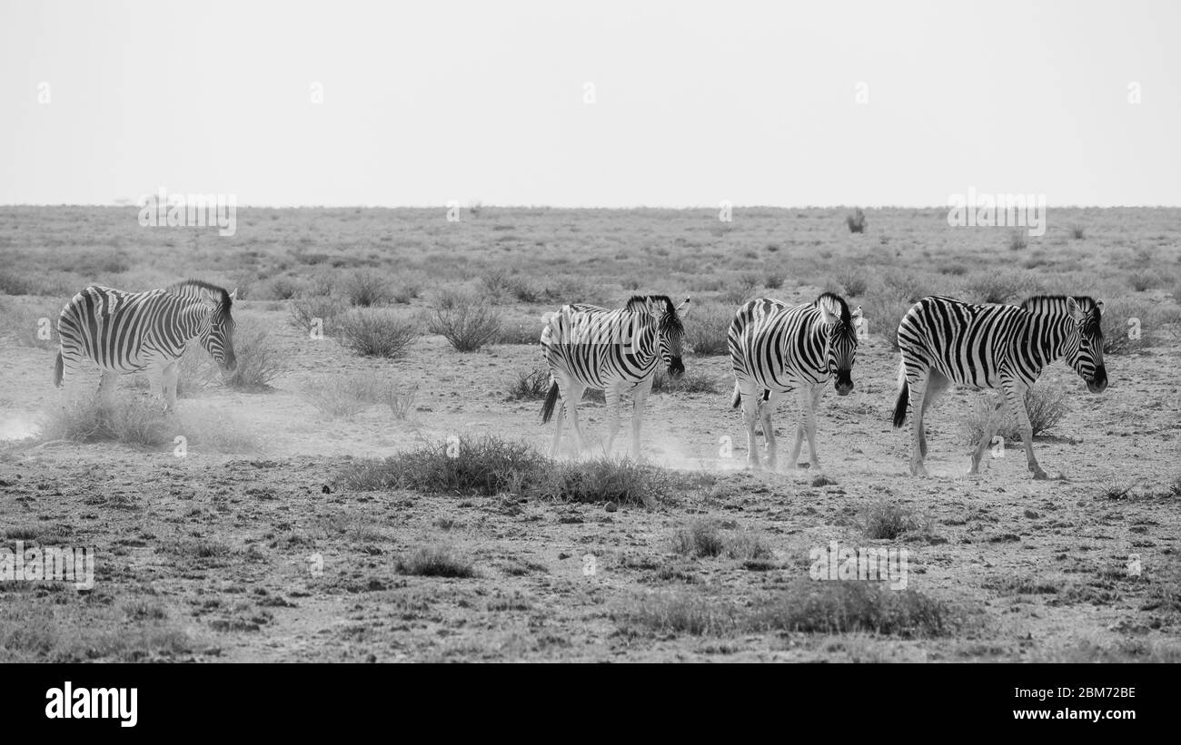A herd of zebra walk across dry parched savannah landscape. Etosha ...