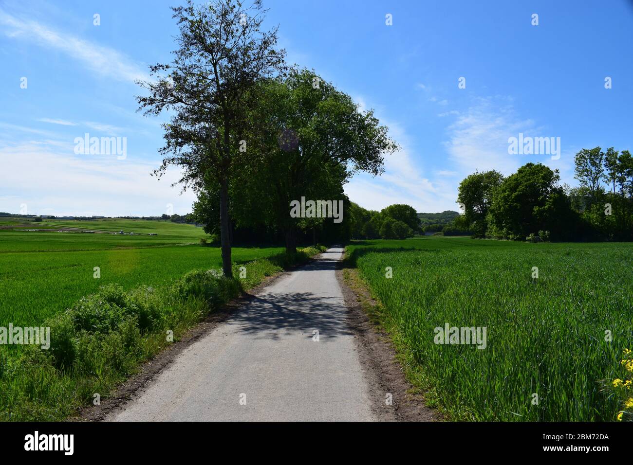 small country road in the swampland of the Eifel Stock Photo - Alamy