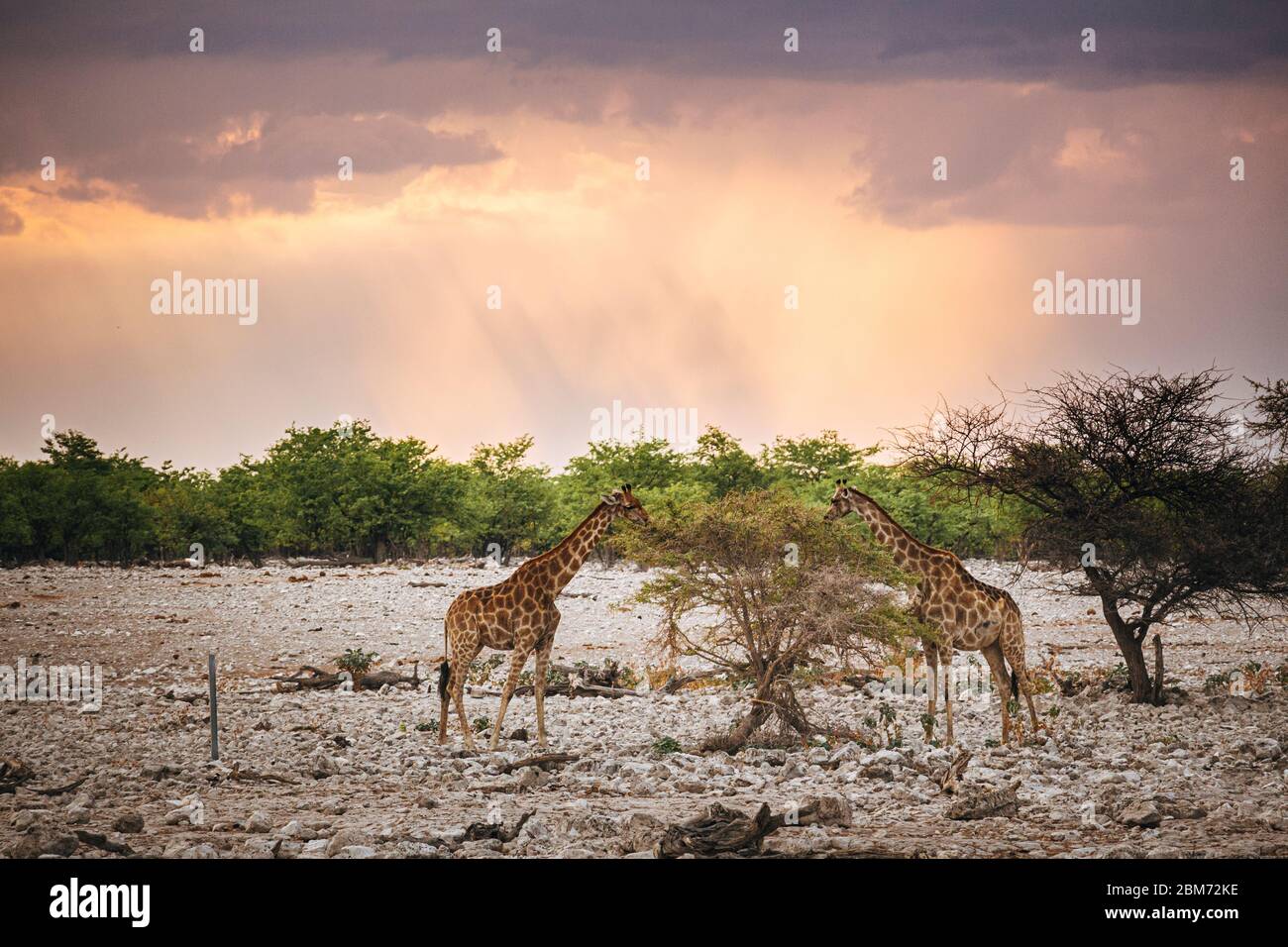 Giraffe behind tree hi-res stock photography and images - Alamy