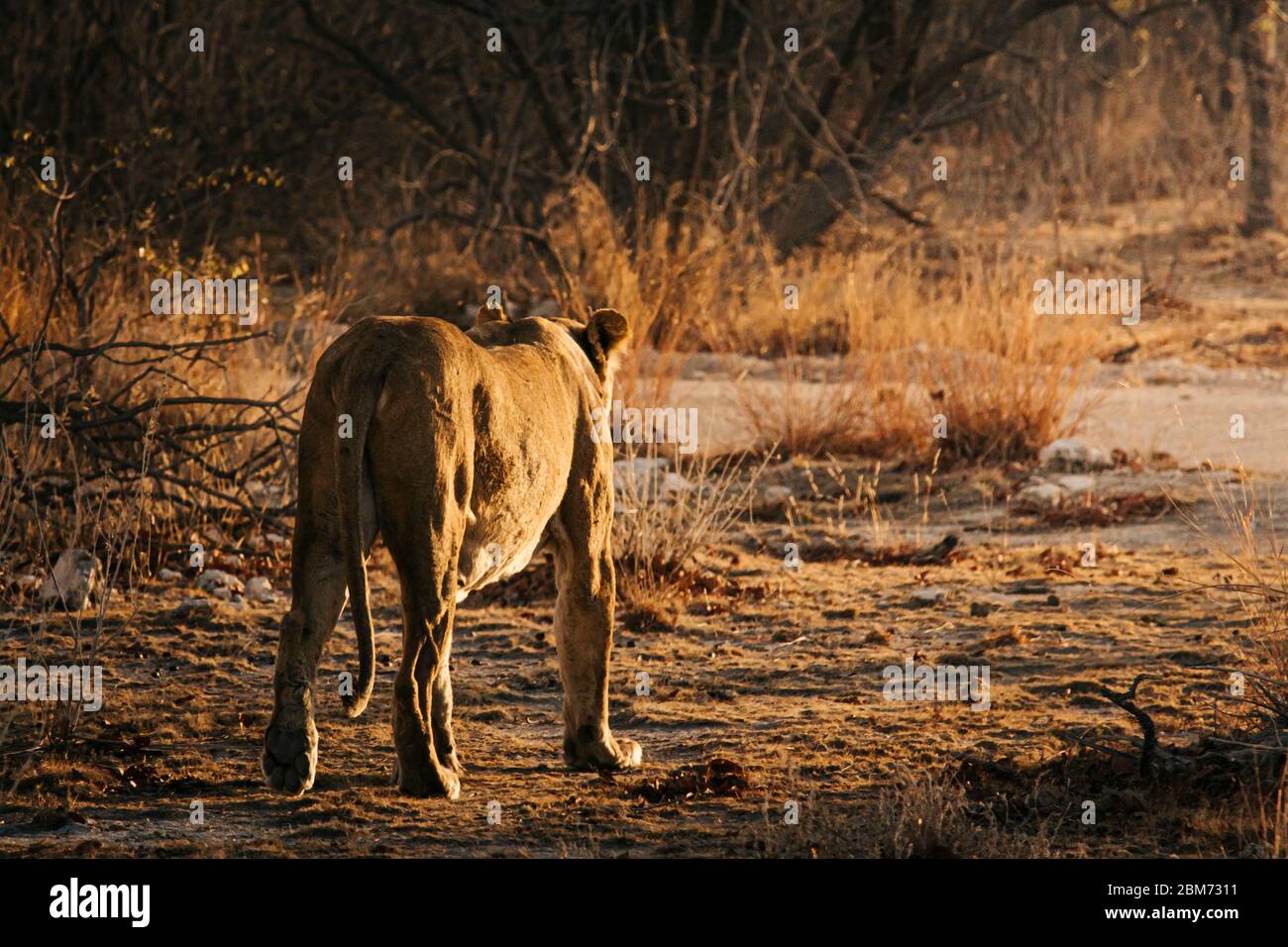 Lioness walking off into the sunset in the bushlands of Etosha National ...